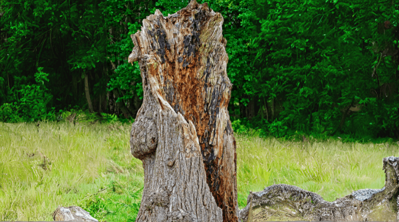 TOP 6 Signs that Show Your Tree Sick or Dying?